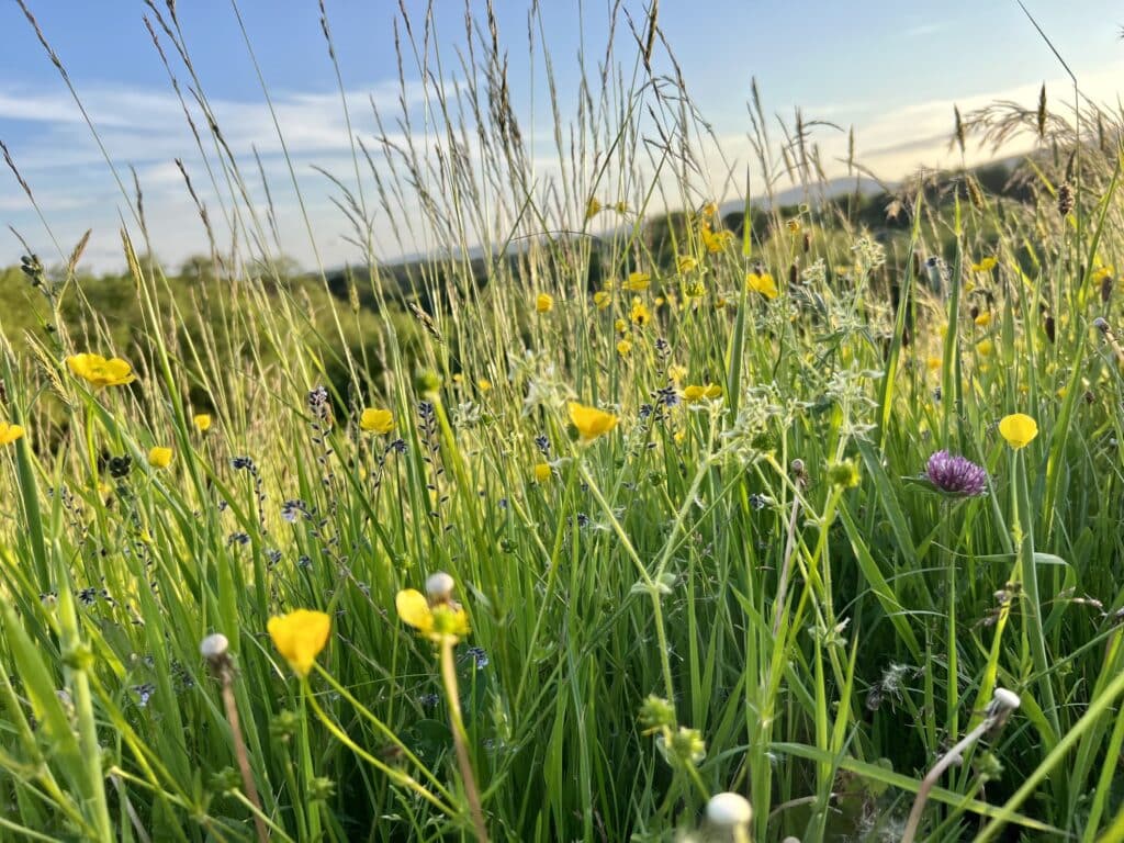 Forest Therapy - Shapes Of Grief